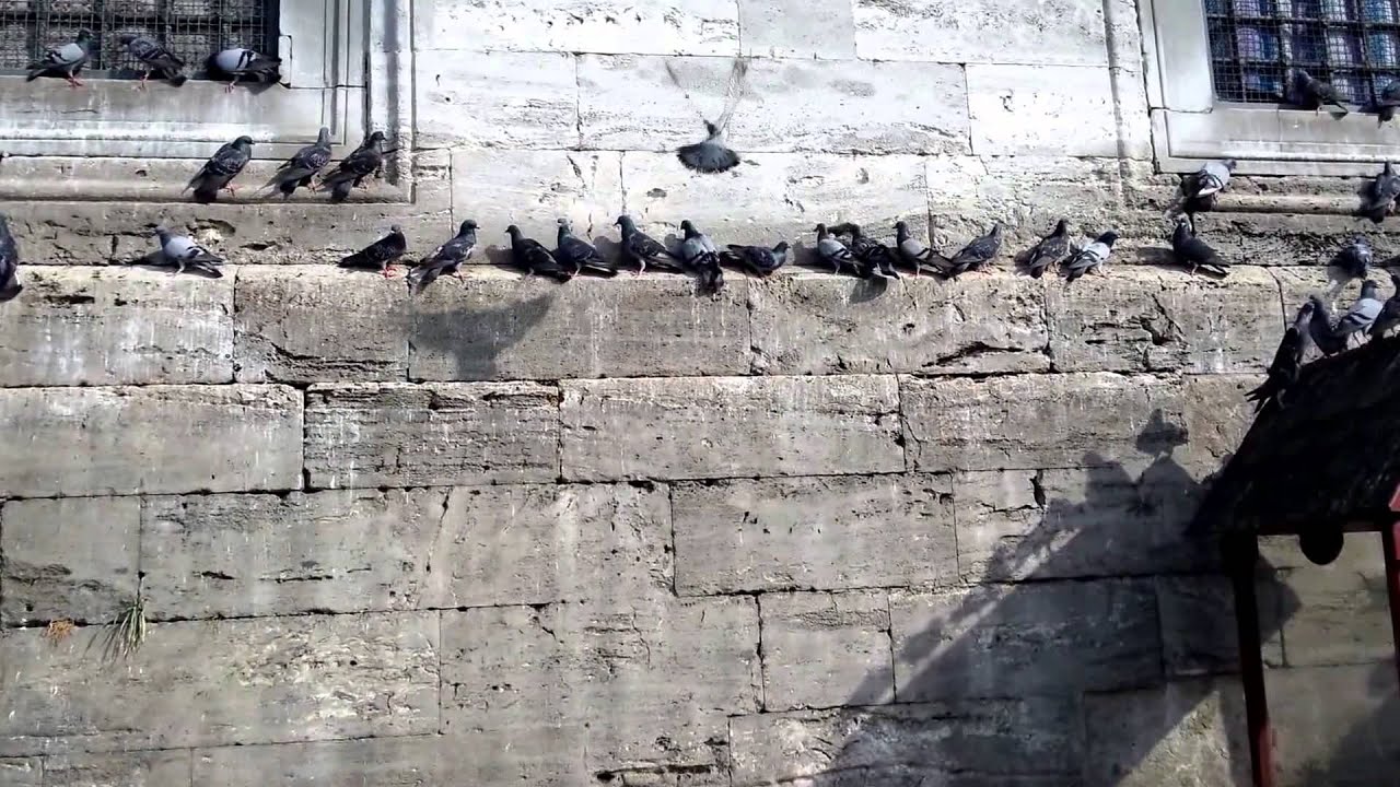 Digitopia Animation & Crowd Sim Reference - Birds (Pigeons) crowd sim ...