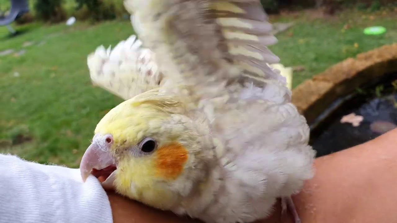 Cockatiel birds performing the rain dance - YouTube