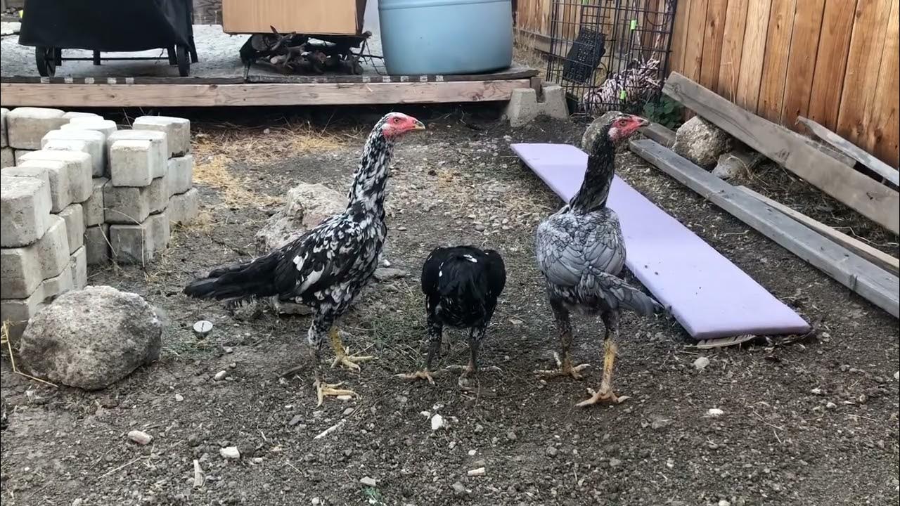 Hmoob Qaib Sib Ncaws Poj Qaib Noob Zoo - YouTube