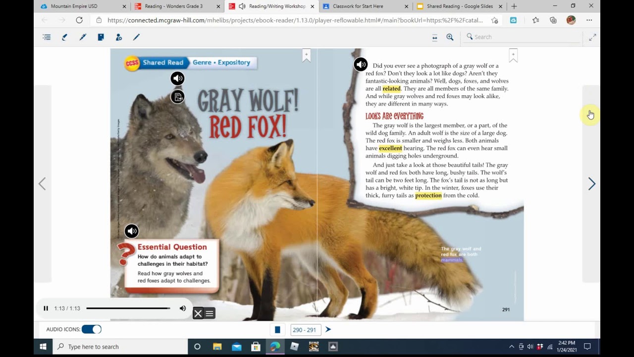 Grey Wolf Red Fox - YouTube