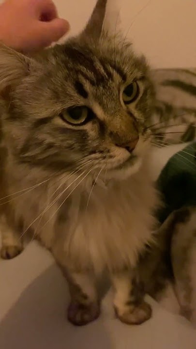 Eevee is BACK! Part 3 #cat #kitten #eevee #cute #meow #beautiful #mainecoon - YouTube
