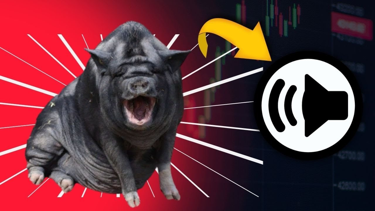 SOM DE PORCO GRITANDO E RONCANDO - BEST PIG SOUND EFFECTS - YouTube