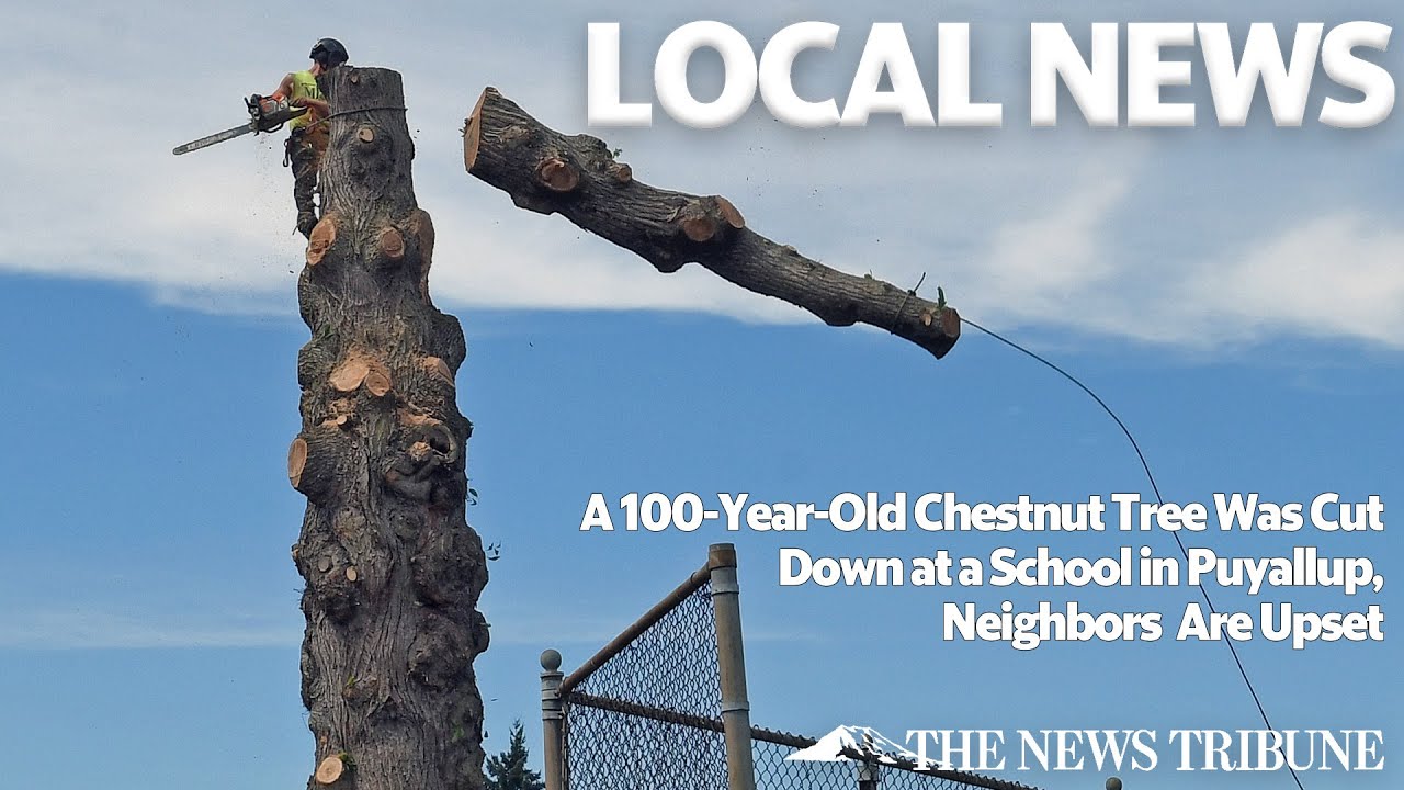 A 100-Year-Old Chestnut Tree Was Cut Down at a School in Puyallup ...