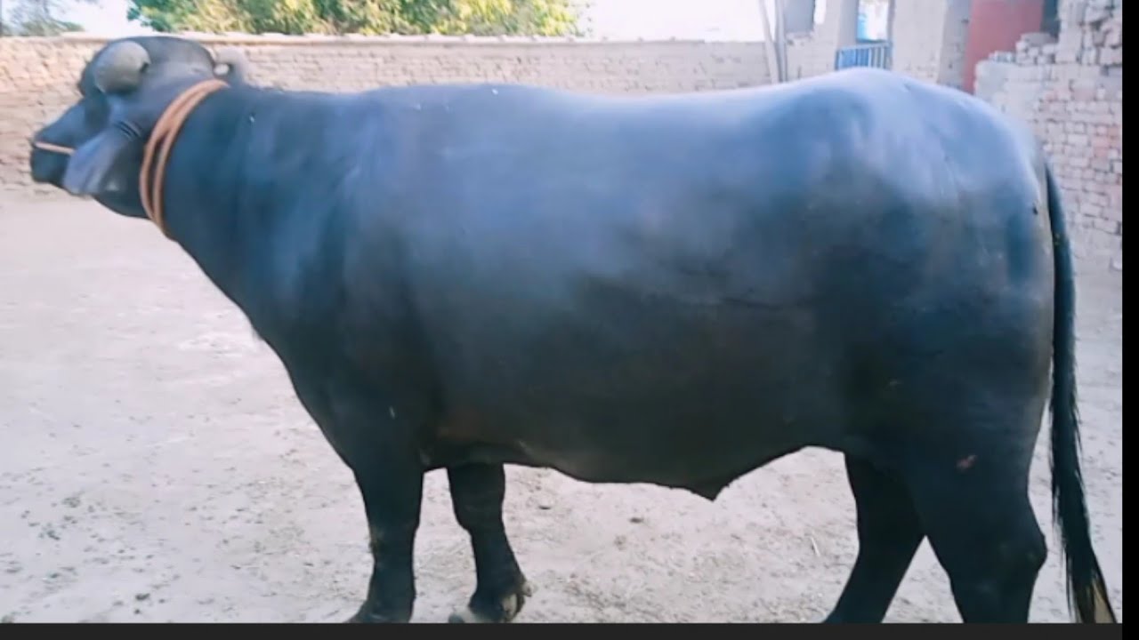 wwe|pakistani buffalo in Punjab|heaviest and stronge pakistani buffalo ...