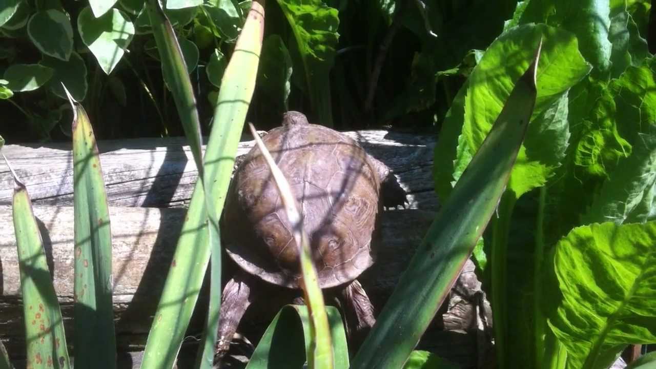 Box Turtle Climbing - YouTube