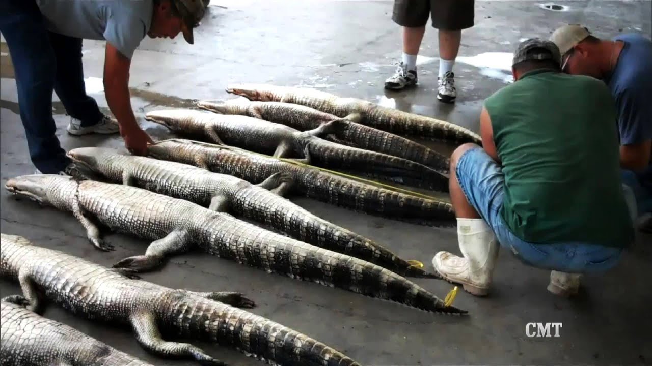 Swamp Pawn : Preview - YouTube