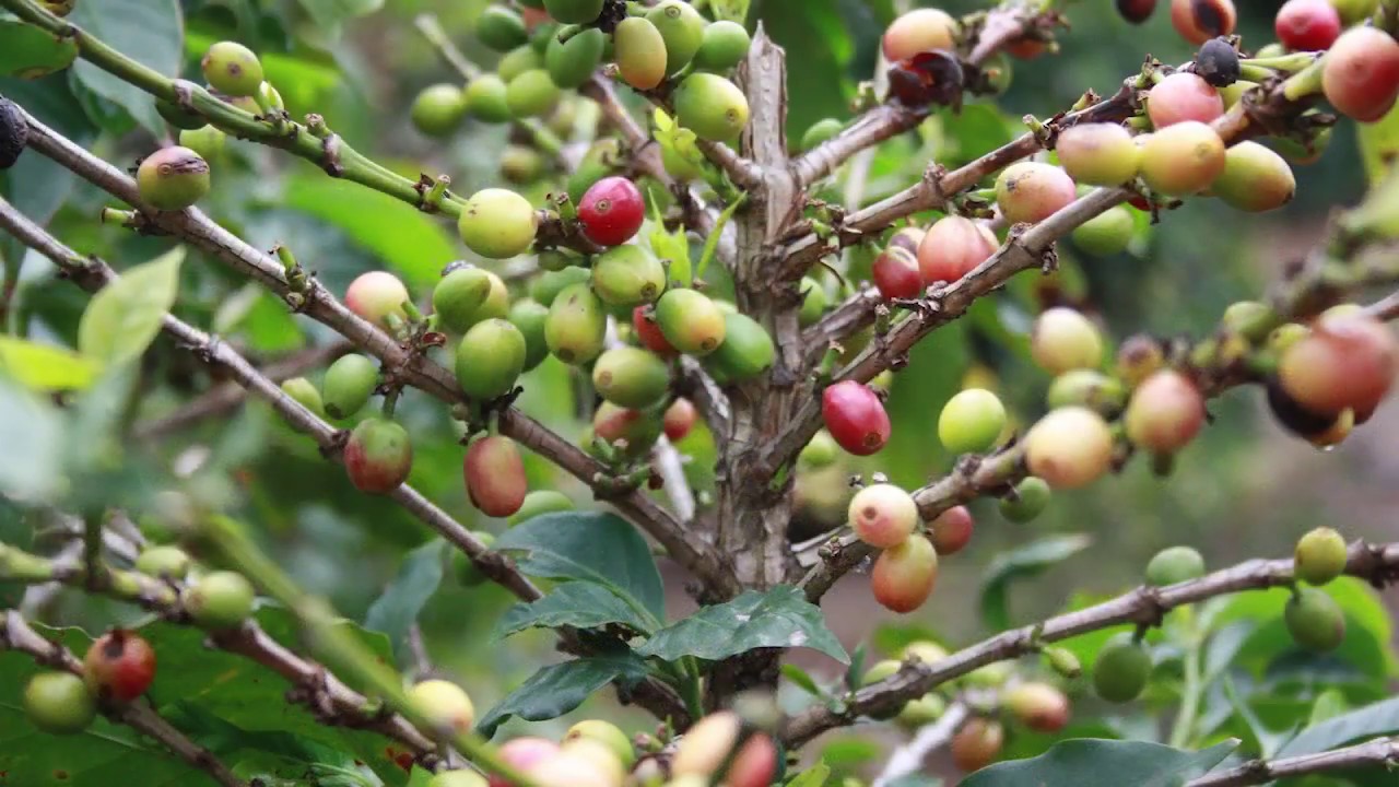 Assagay Coffee Farm - YouTube