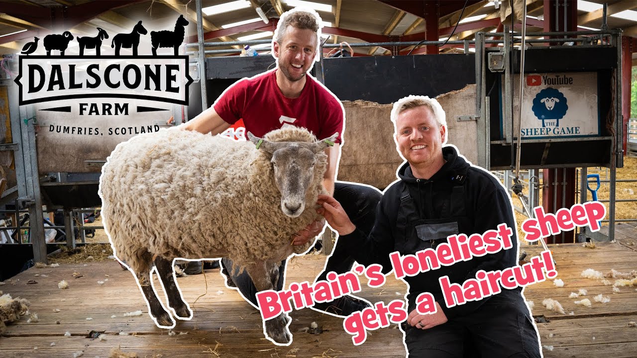 Shearing The Most Famous Sheep In The World!! - YouTube