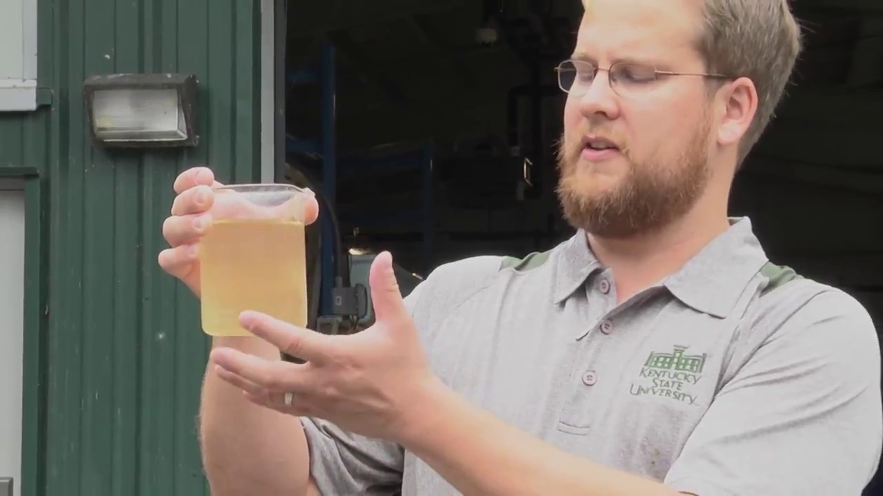 Growing Marine Shrimp in a Bio Floc System - YouTube