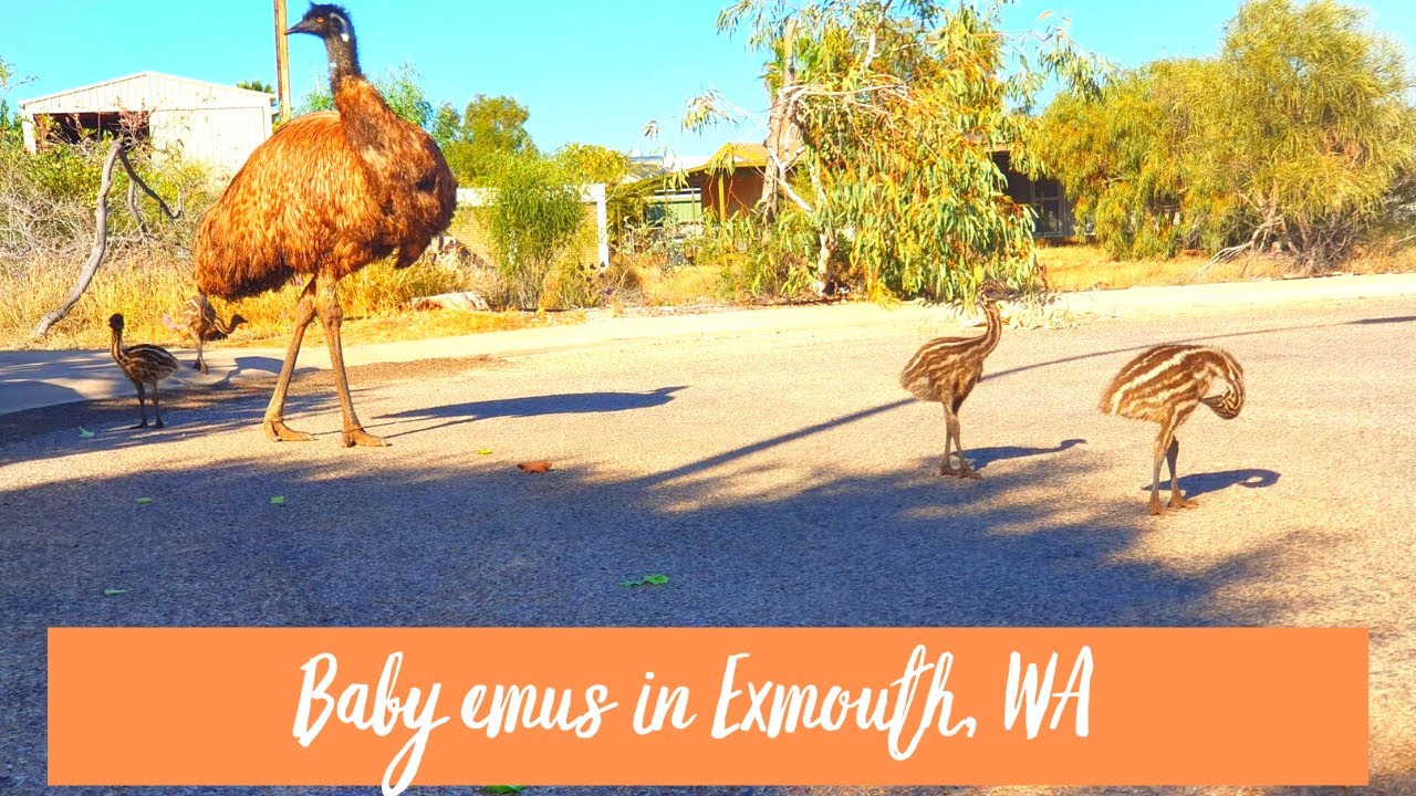 We got chased by emus! Relaxing in exmouth and snorkelling at Turquoise ...