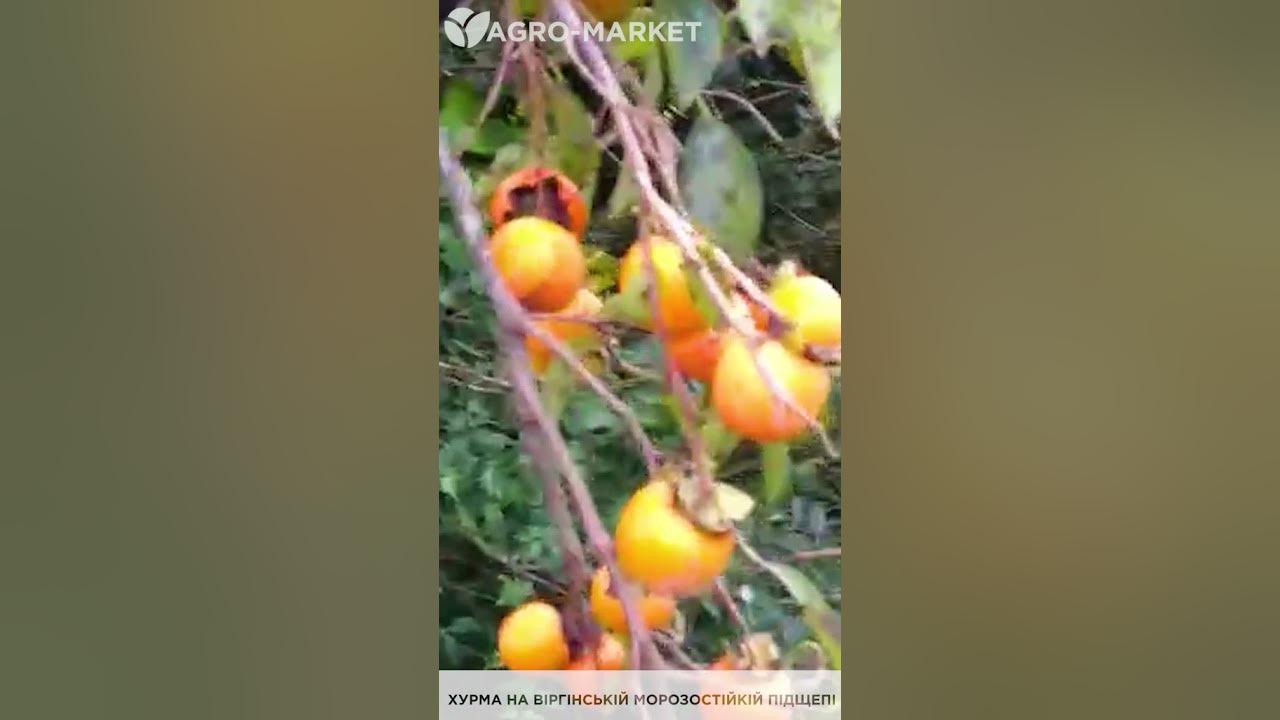 КУПИТИ САДЖАНЕЦЬ ХУРМА НА ВІРГІНСЬКІЙ ПІДЩЕПІ | Agro-Market.ua ...
