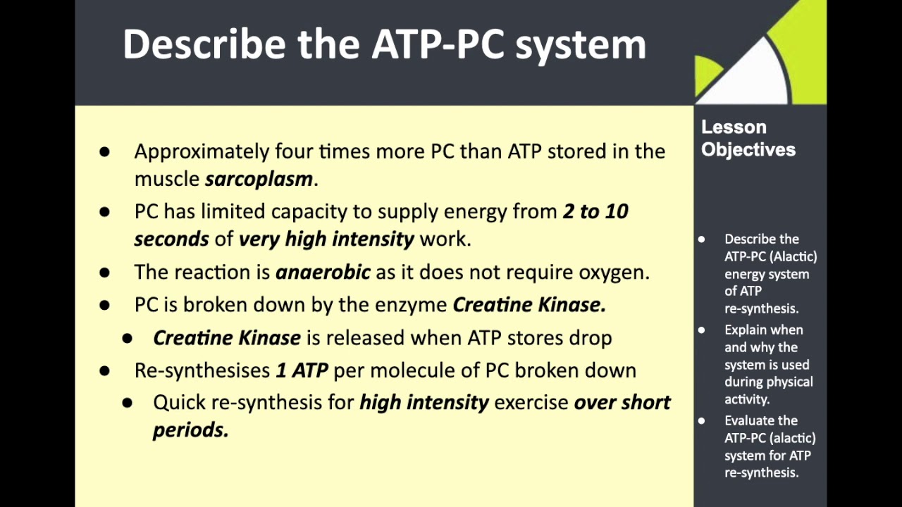 1 1 Energy for Exercise ATP PC - YouTube