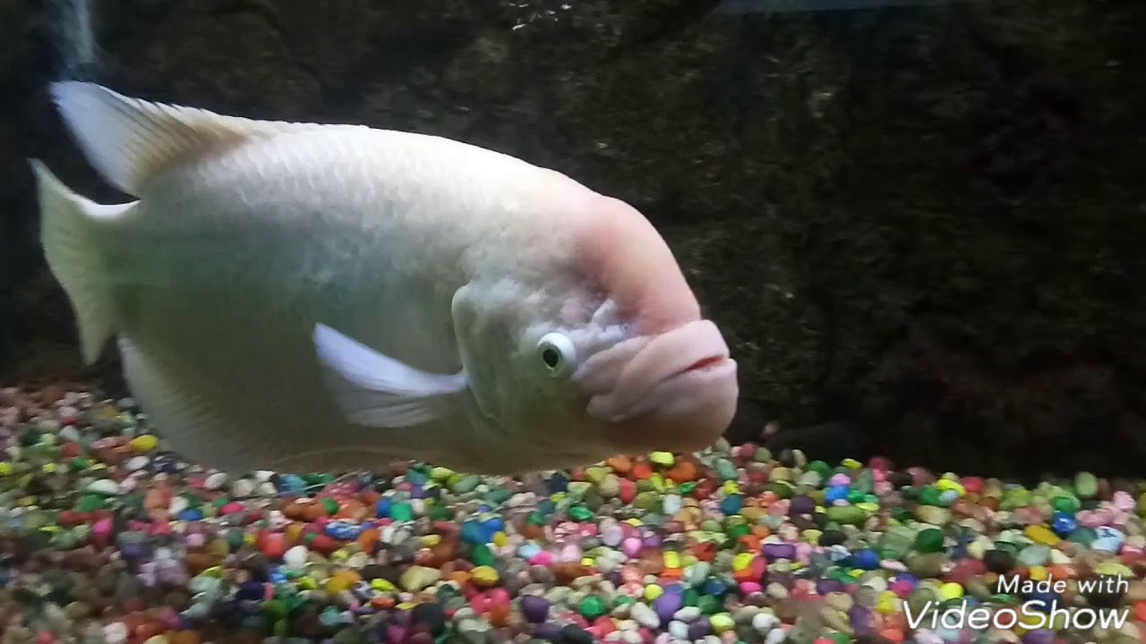 Abyss Marine And Fish Aquarium | Nagoa | Goa | - YouTube