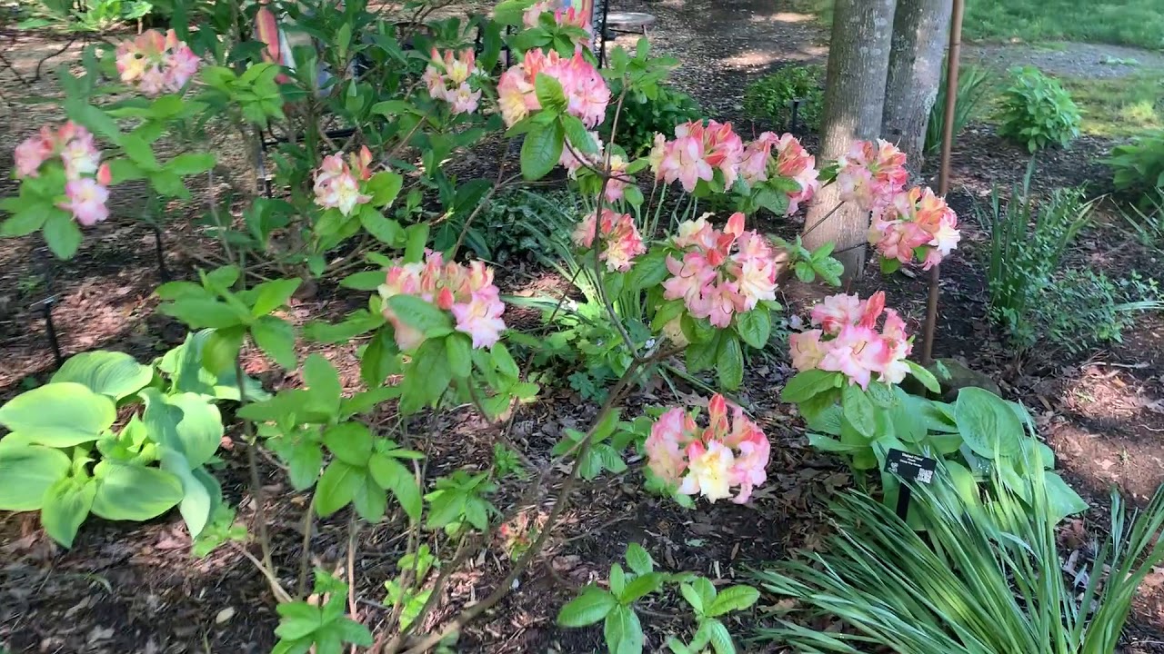 Rhododendron x 'Cannon's Double' Azalea - YouTube