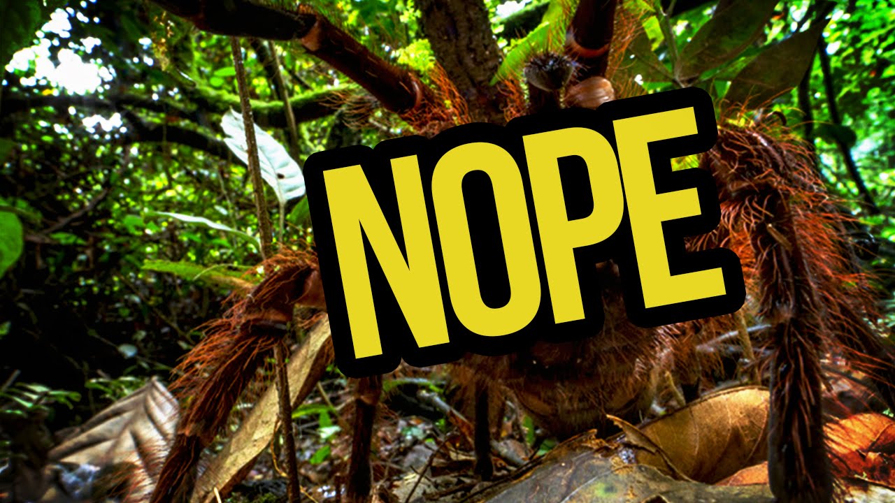 NOPE! LARGEST SPIDER PHOTOGRAPHED! NOPE! - YouTube