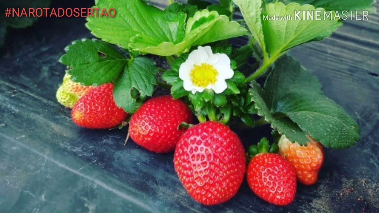 Produção de Morango na Cidade De Morro Do Chapéu Na Chapada Diamantina ...