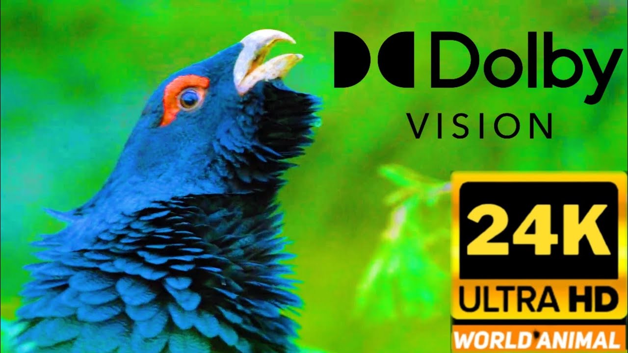 460 Beautiful Bird And Animals Video|| 8K Ultra Hd ||24 K WORLD ANIMAL ...