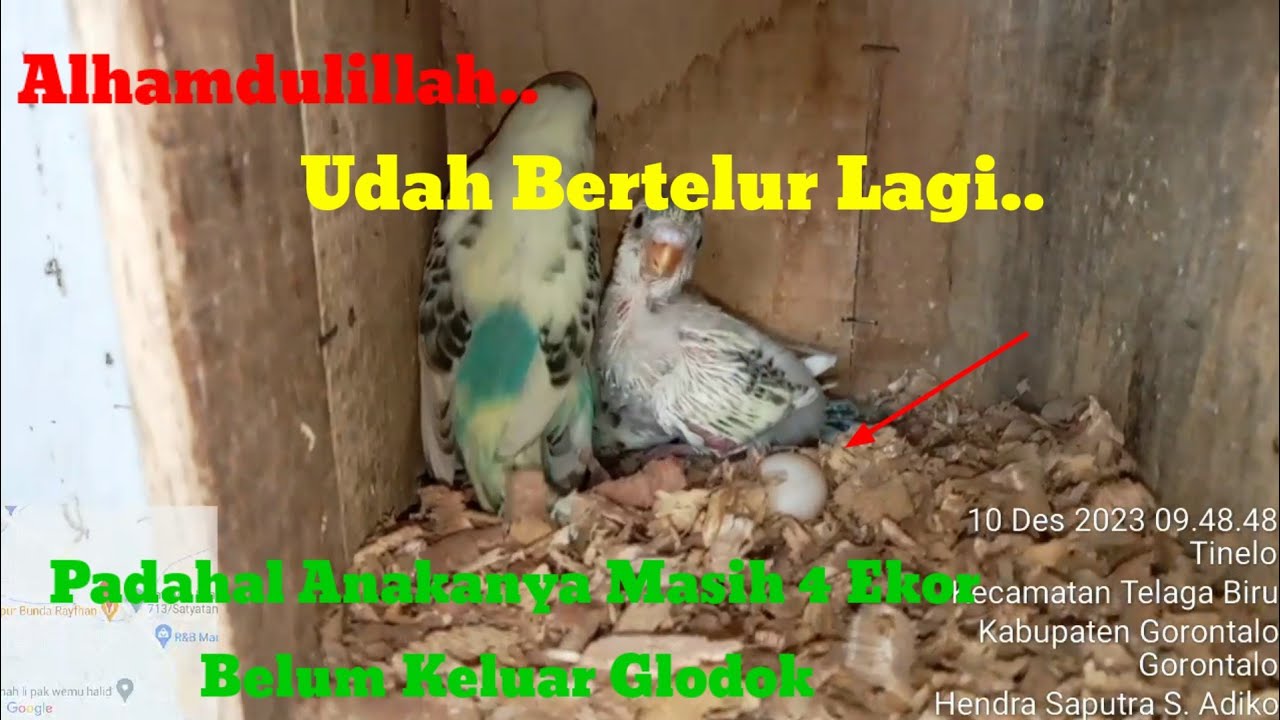 Madodo BF Gorontalo Ternak Burung Parkit. Langsung Bertelur - YouTube