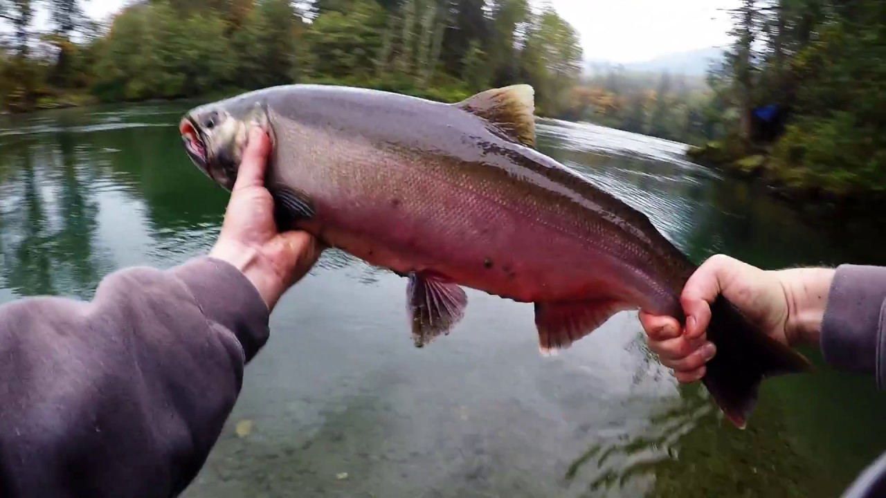 Coho Salmon - YouTube