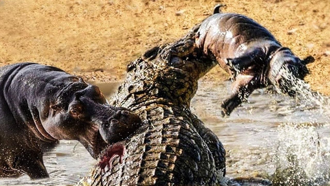 Top 15 Scary Moments When A Giant Angry Hippo Attacks A Dangerous ...