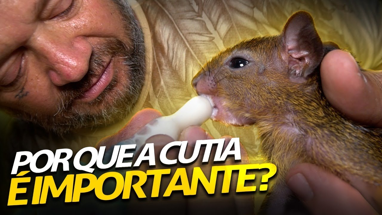 CUTIA, UM DOS ANIMAIS MAIS IMPORTANTES NA NATUREZA?! | A CASA DOS ...