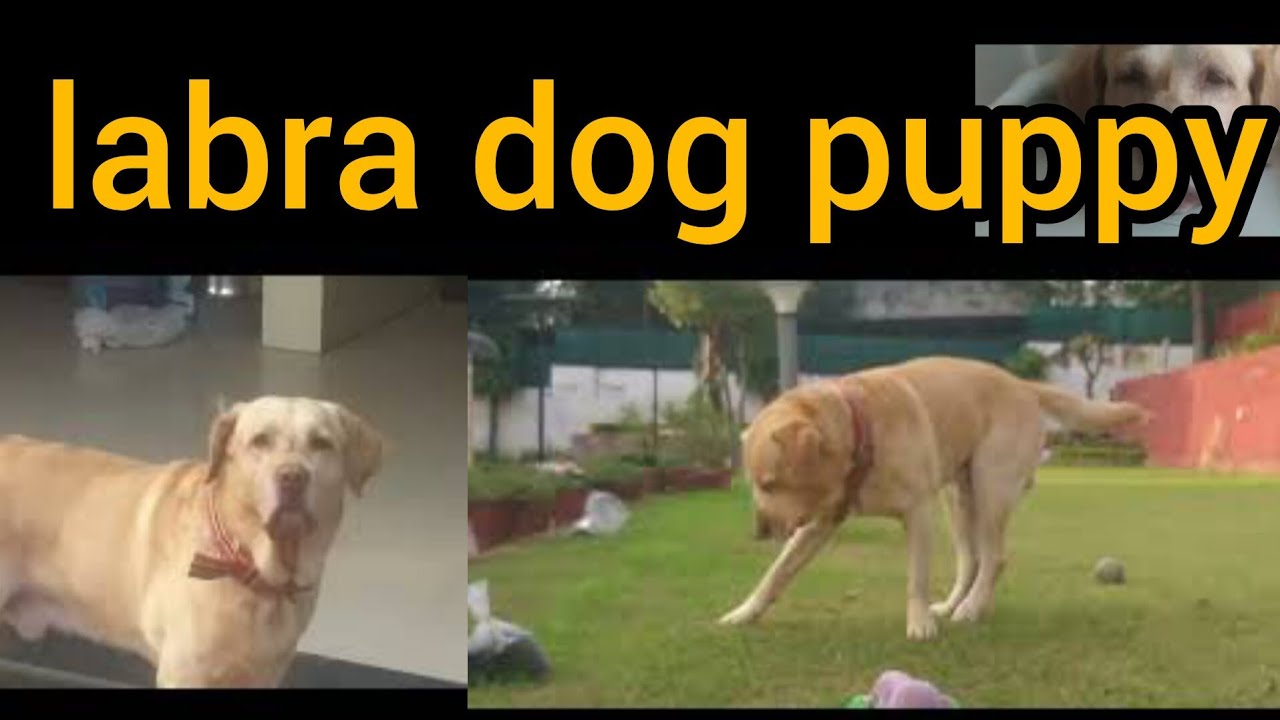 ये है प्यारा सा Labra dog लेब्रा डॉग आज करोगा इसके साथ मस्ती🙂🙂 my ...