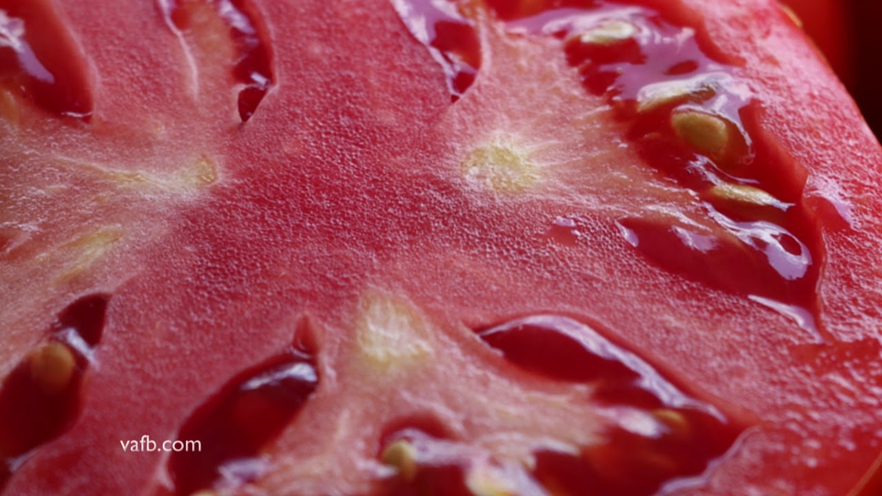 Hanover tomatoes - YouTube