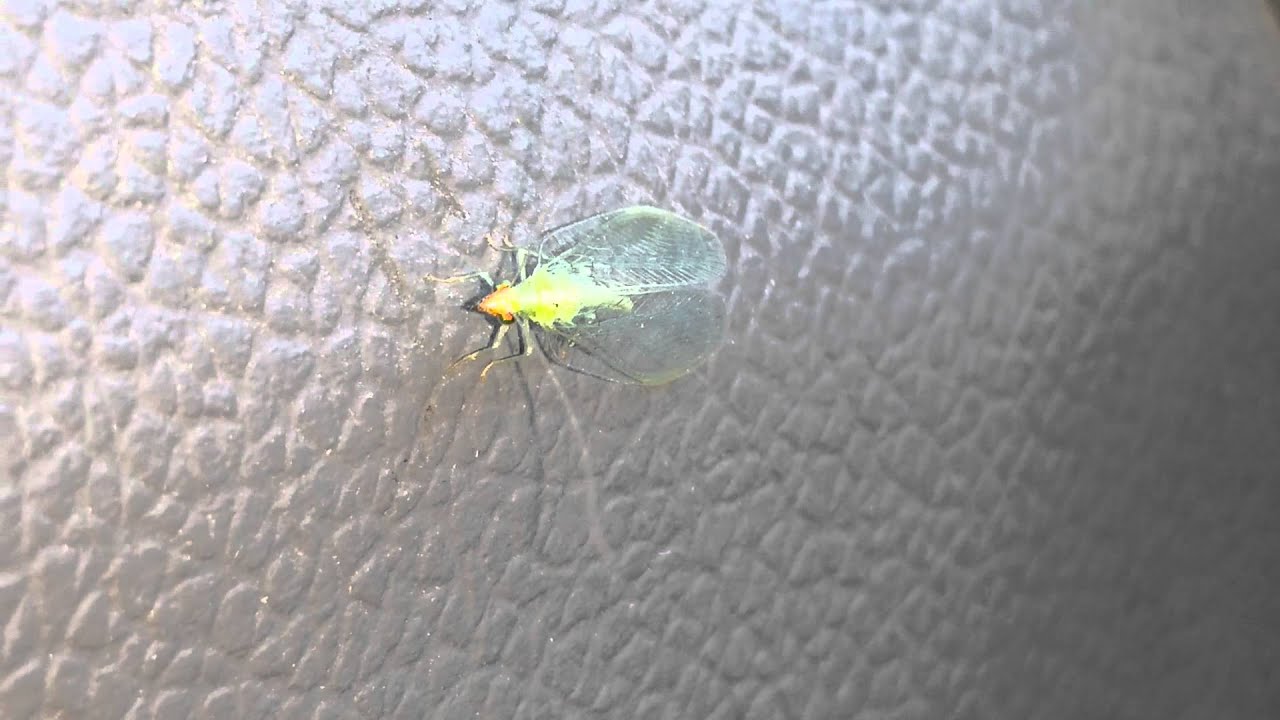 Green Fairy Insect - YouTube