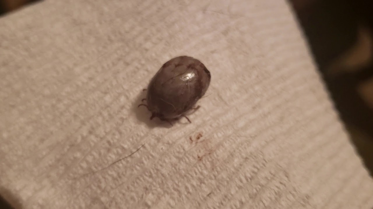 Fattest dog tick ever - YouTube