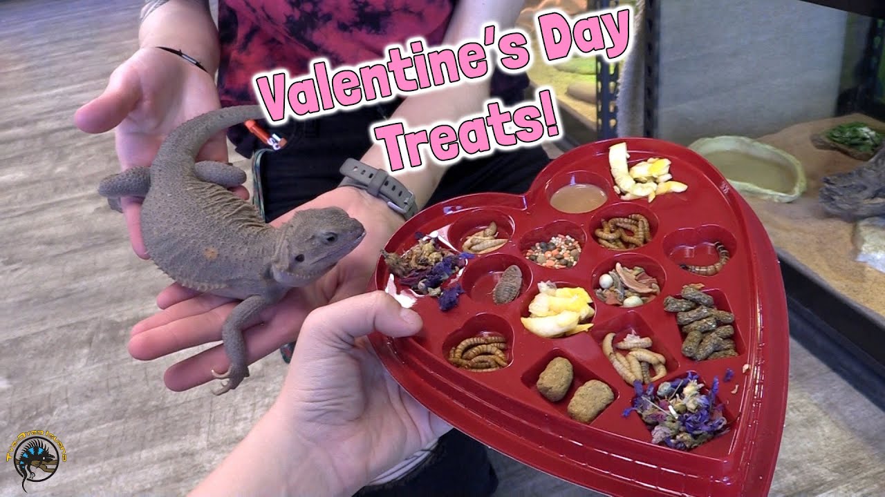 Giving Special Valentine's Day Treats to Our Lizards and Toads from a ...