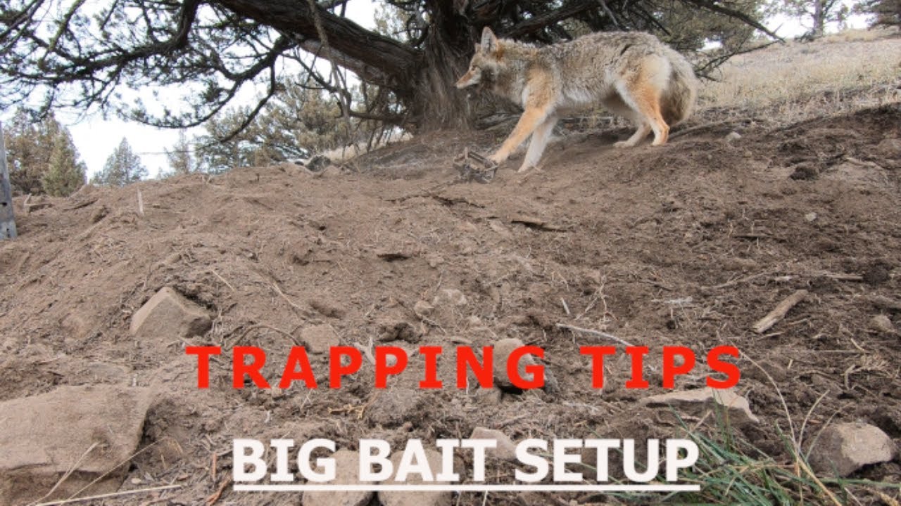 TRAPPING TIPS- Big Bait Setup - YouTube