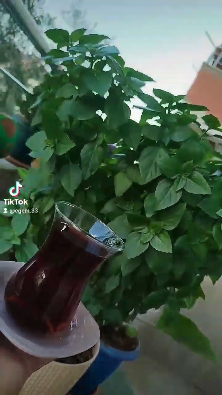 Çay keyfi - YouTube