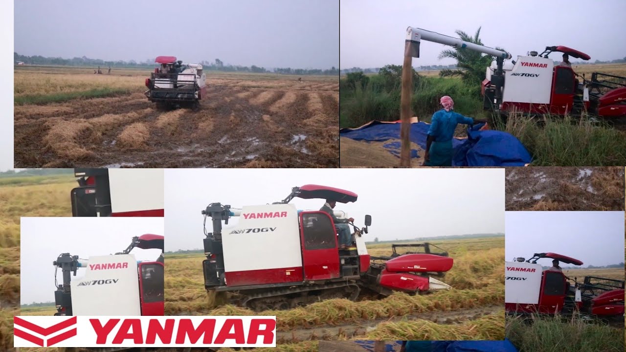 Full video Yanmar harvester rice cutting _ Yanmar 70 GV chain harvester ...