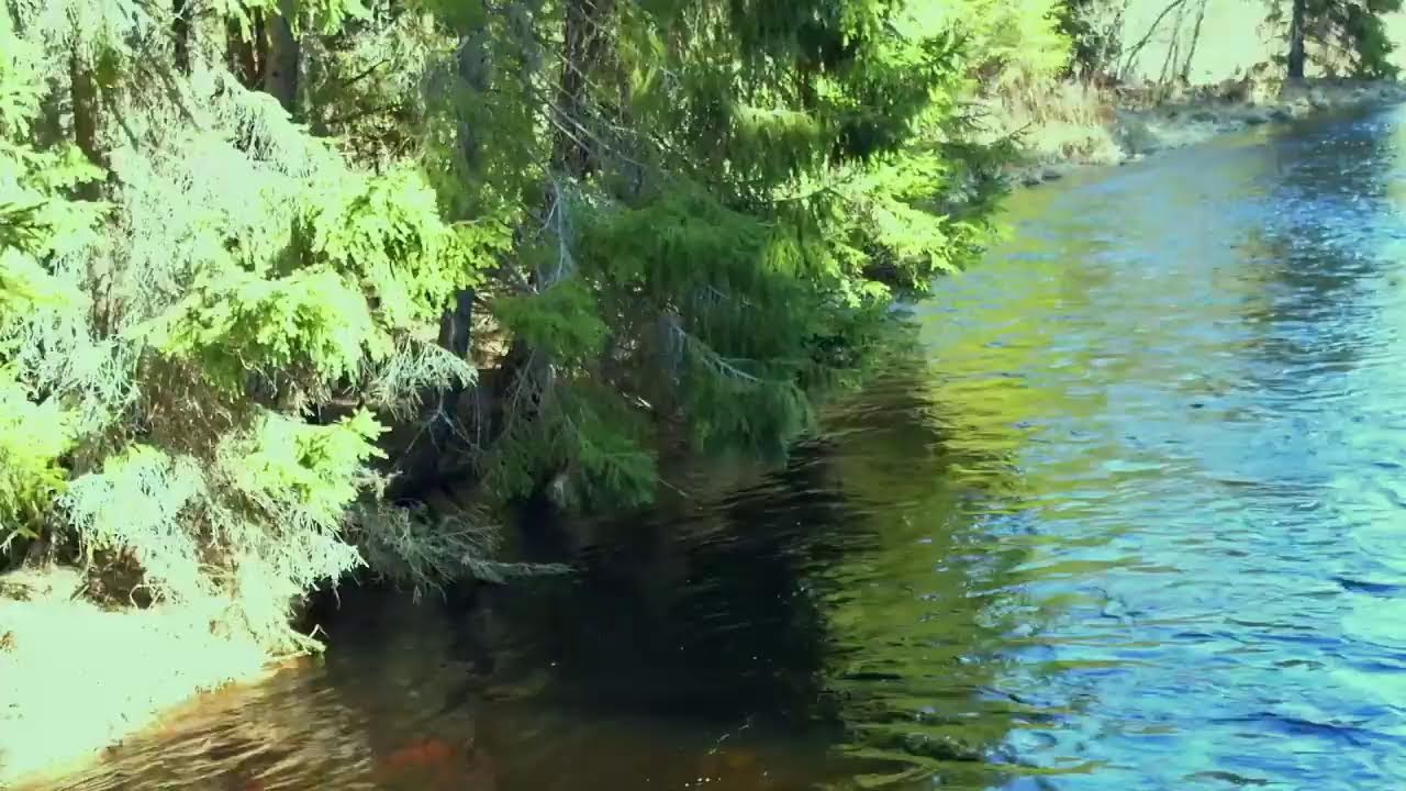 Outdoor Nature Live Stream - YouTube