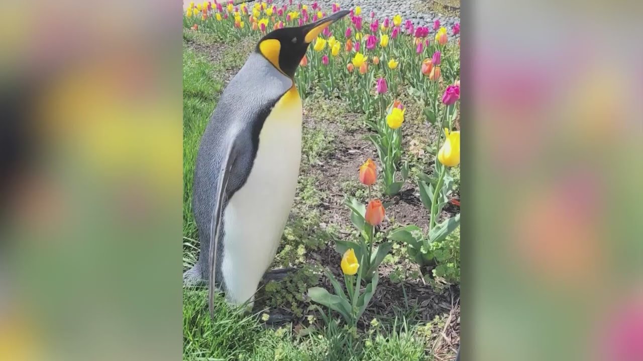 Kansas City Zoo penguin selected in global competition - YouTube