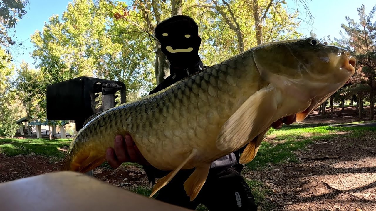 Fishing for carp from floyd lamb state park, 20.4lbs catch - YouTube
