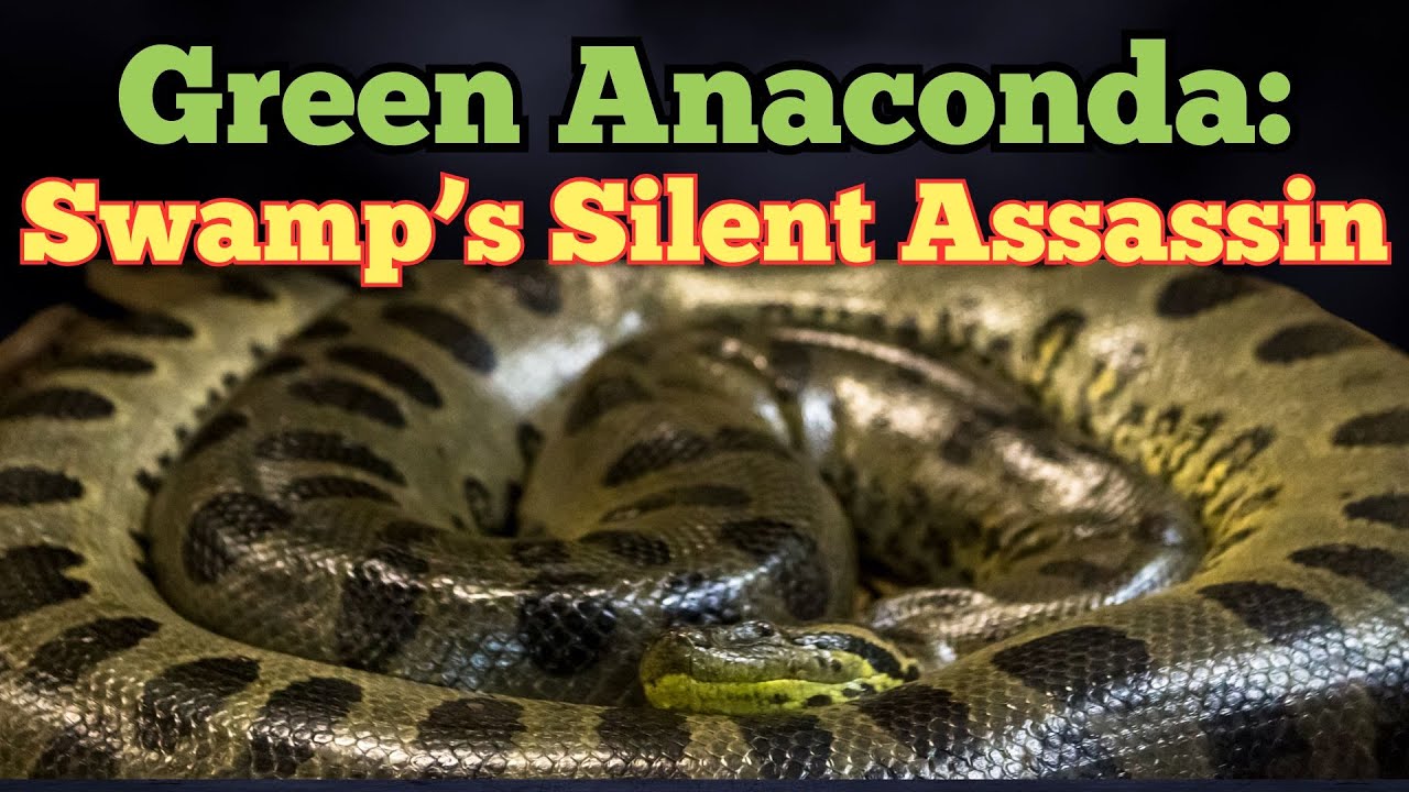 Big, Bold, and Deadly: The Truth About Green Anacondas - YouTube