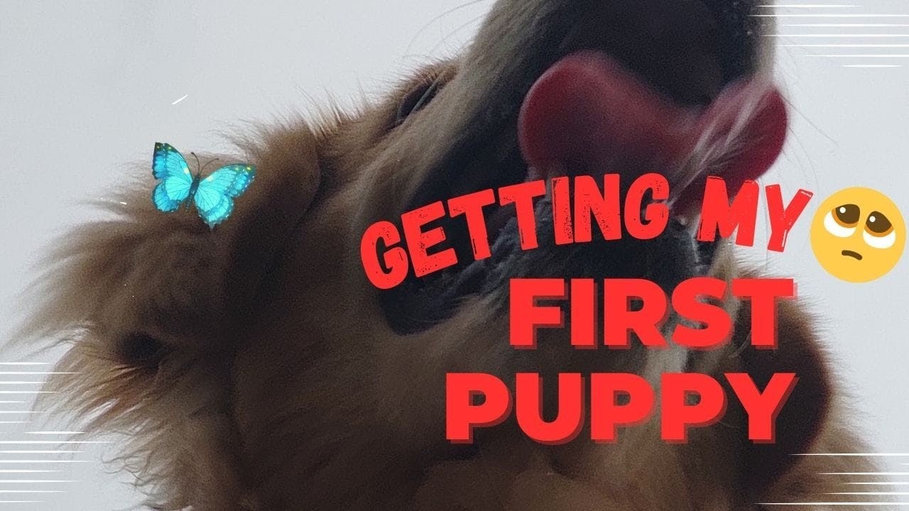 Getting My first puppy 🐶 - YouTube