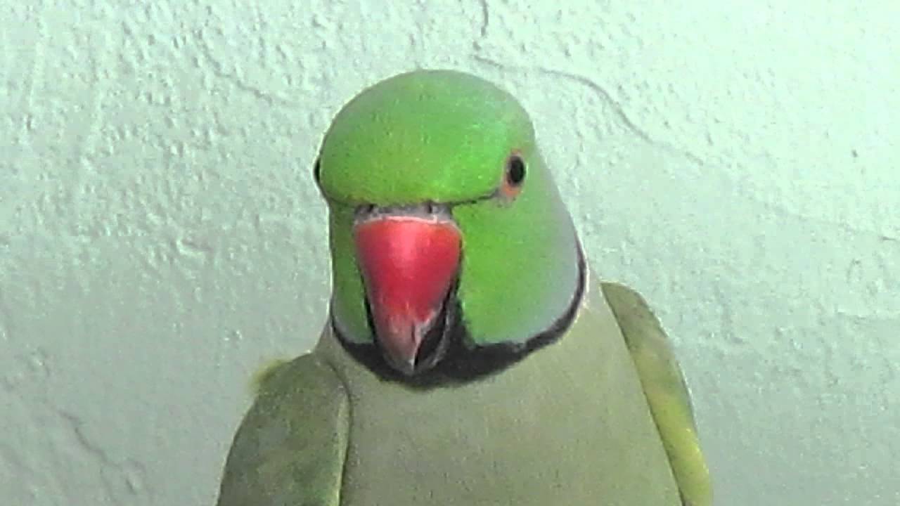 pakistan papağanı sesi - YouTube