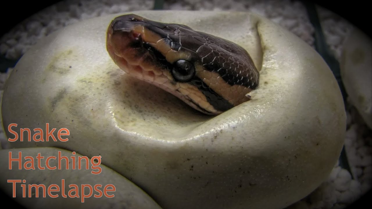 Ball Python Maternal Incubation: qWatch eggs hatch in this time lapse ...