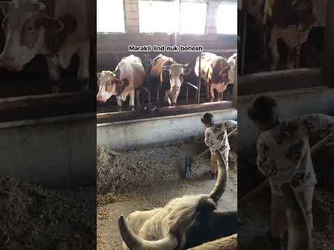 Marakli lind, nuk bëhesh!