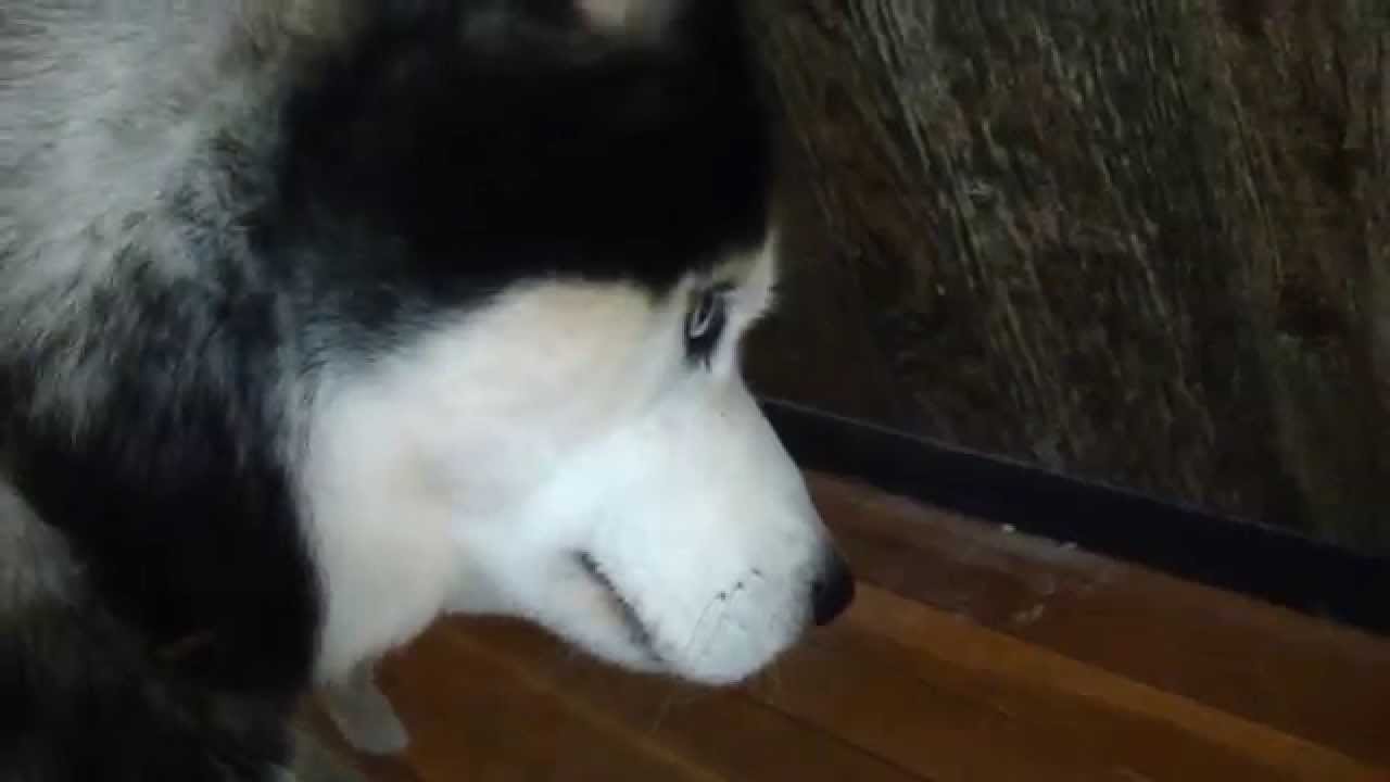 Siberian Husky Listening To A Chipmunk Chewing On Siding - YouTube