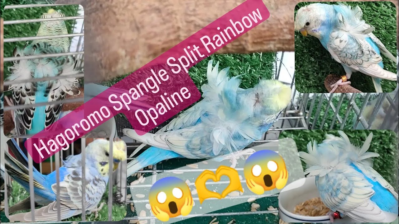 Vlog152 Hagoromo Opaline Spangle Split Rainbow 🌈 😱😱😱🫶 - YouTube