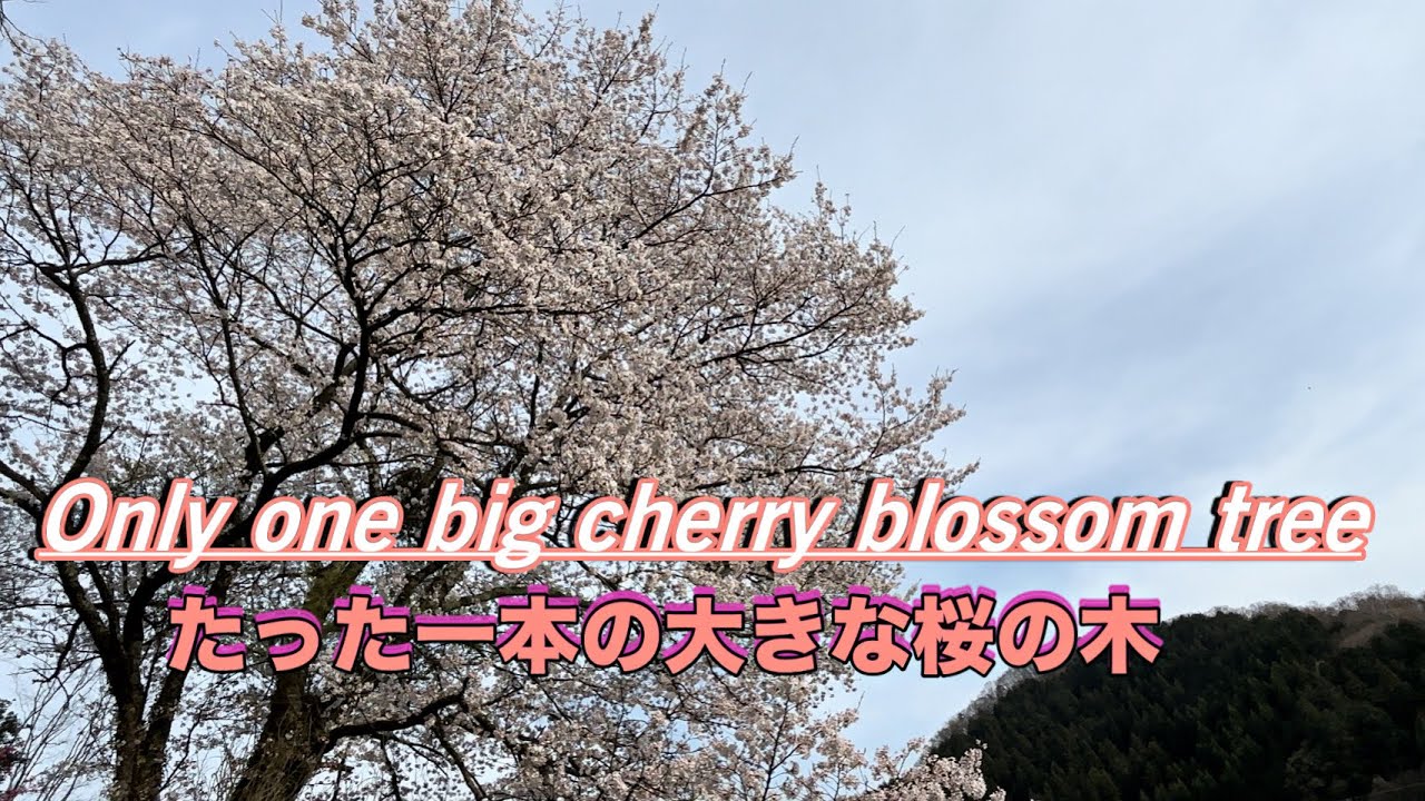 THE BIG ONE CHERRY BLOSSOM TREE【大きな桜の木】#cherryblossom#sakuratree# ...