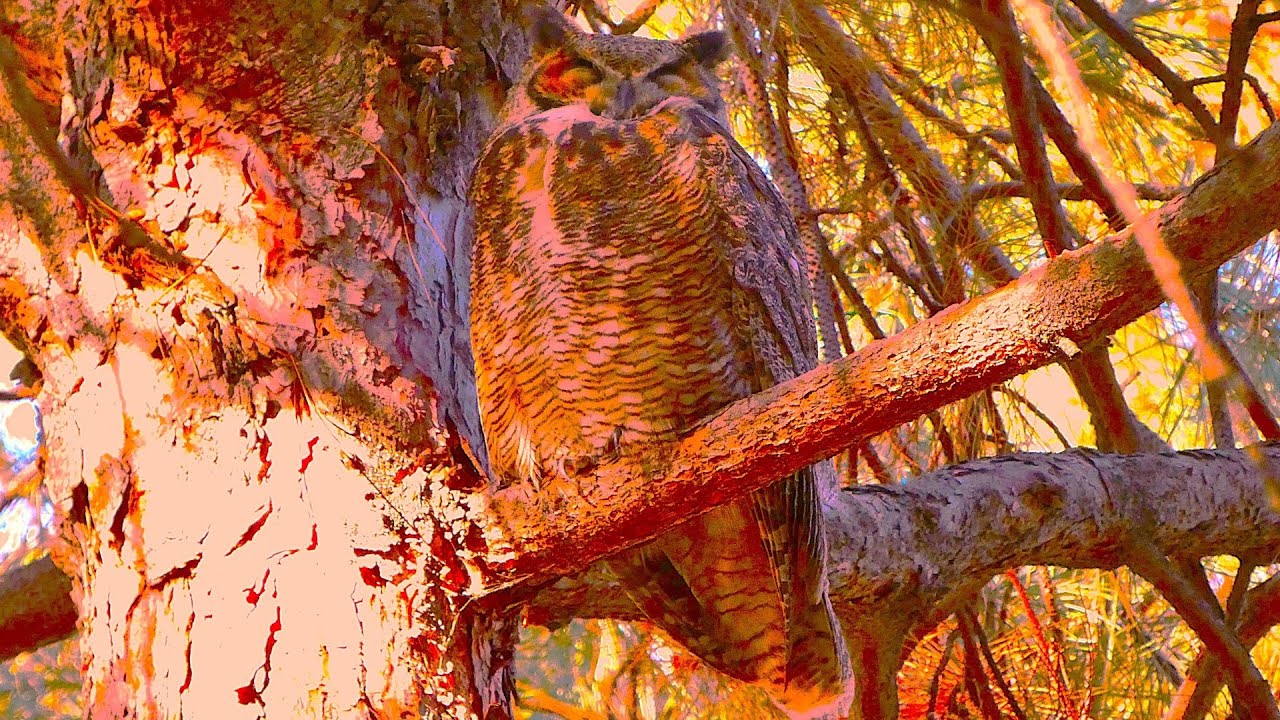 Great Horned Owl Hoots - YouTube