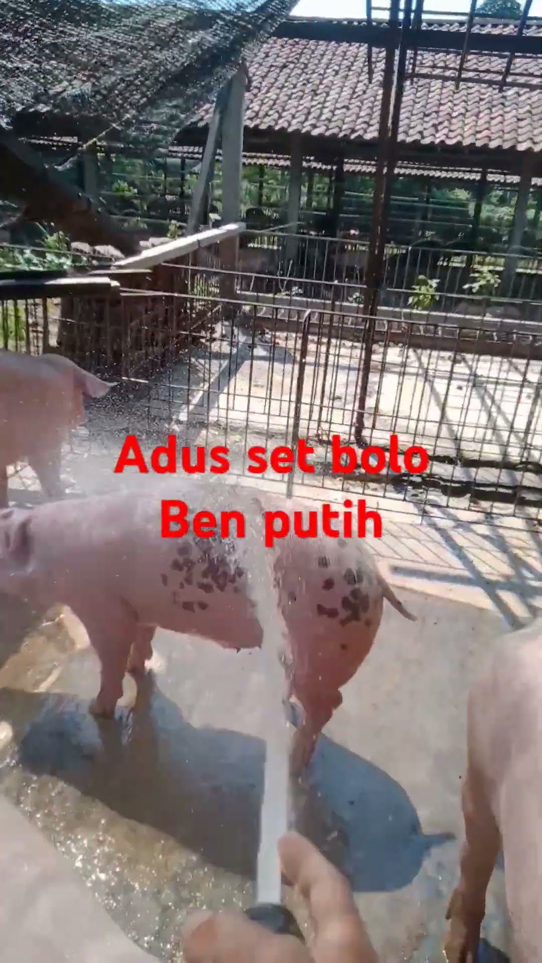 mandii. babi... - YouTube