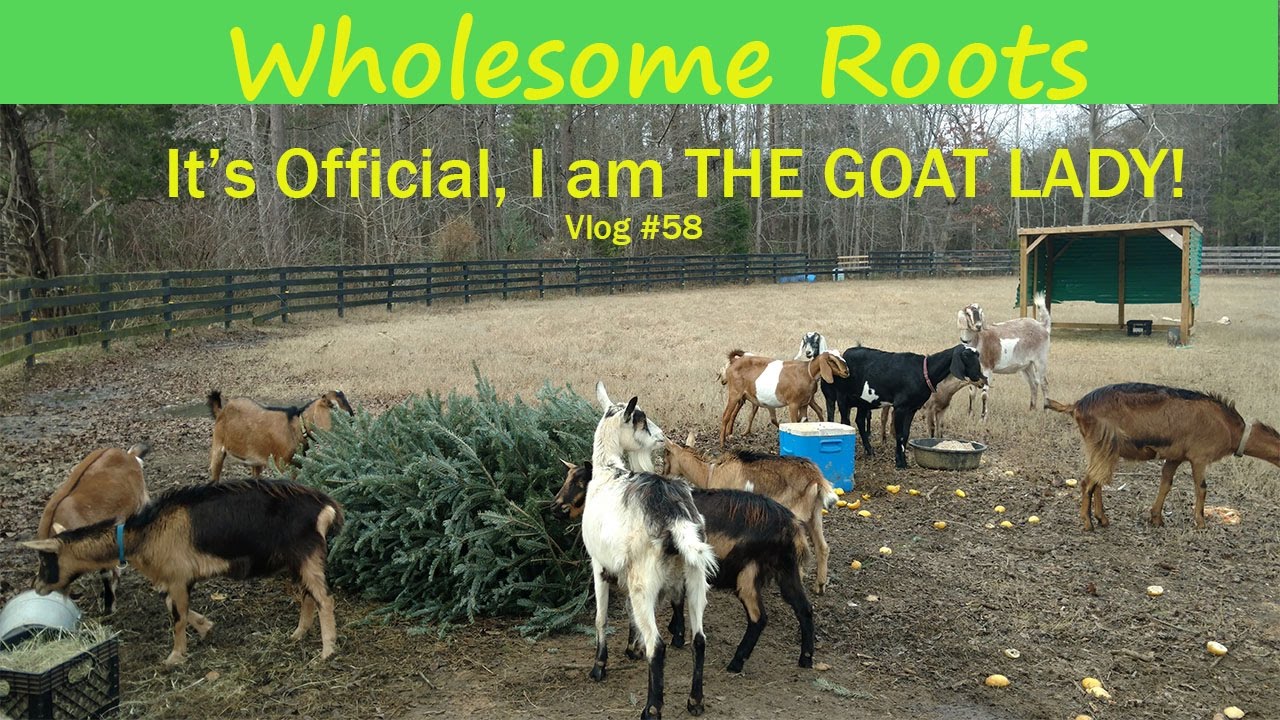 It's Official, I am THE GOAT LADY! - YouTube