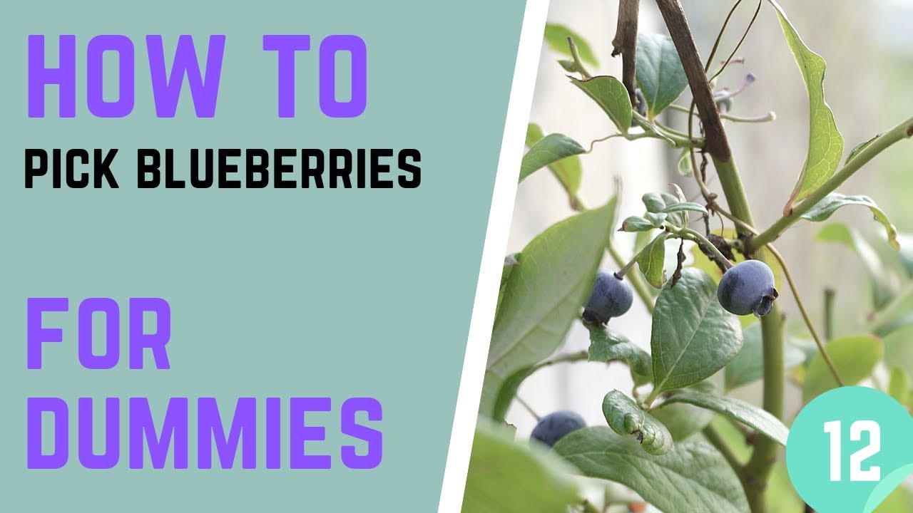 How to pick blueberries for dummies | how to basic #12 - YouTube