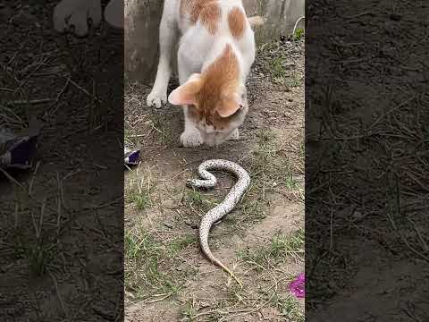 Cat vs snake - YouTube