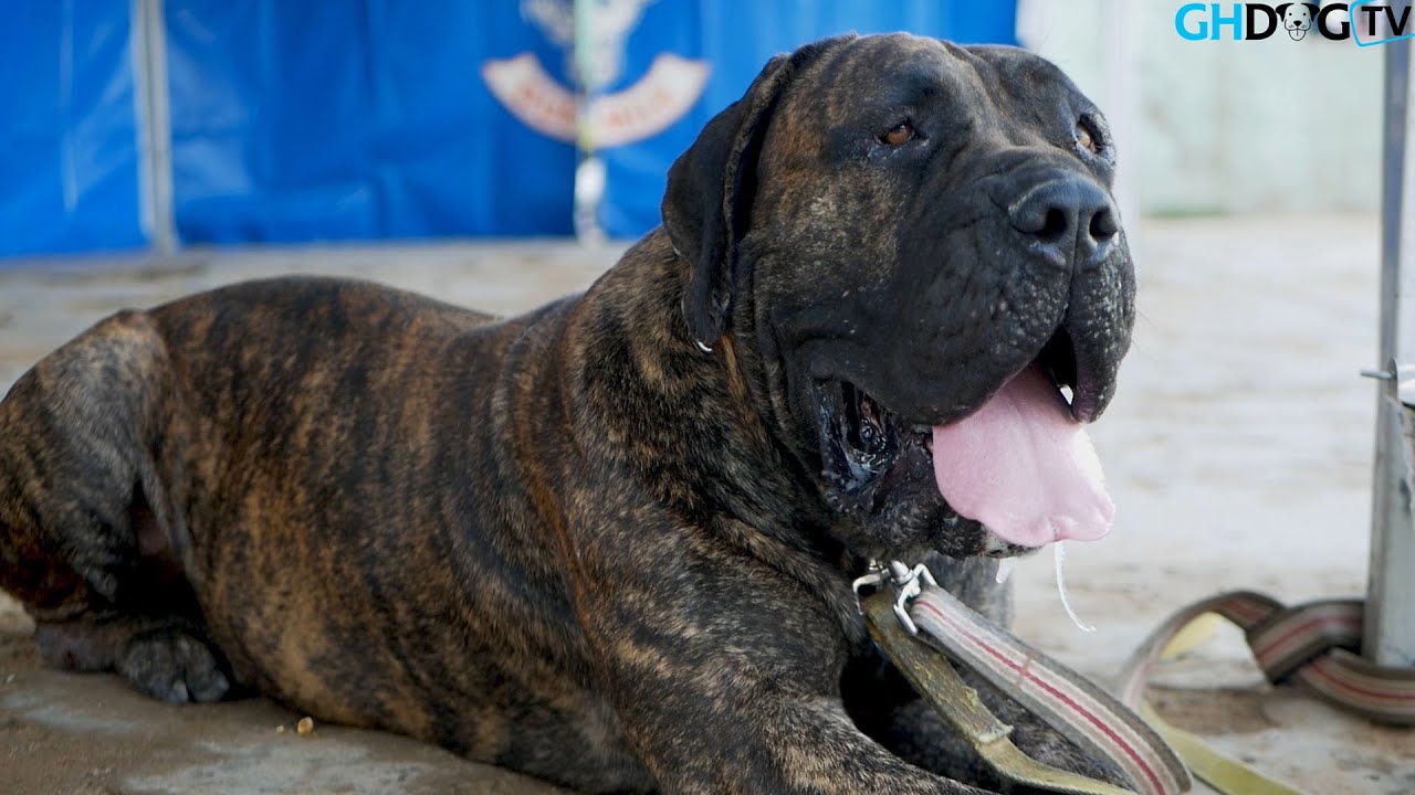 Big Brindle Boerboel takes a rest at handling session - YouTube